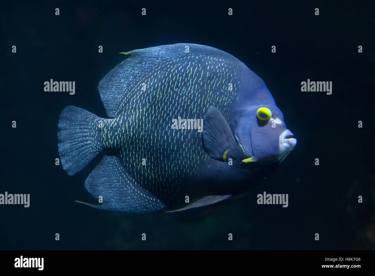 Pomacanthus paru french angel fish hi-res stock photography and images ...