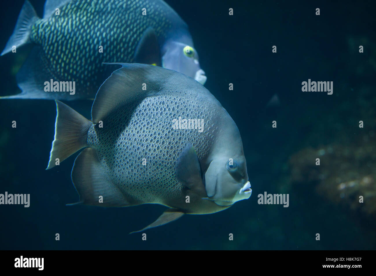 Grey angelfish (Pomacanthus arcuatus), also known as the black ...