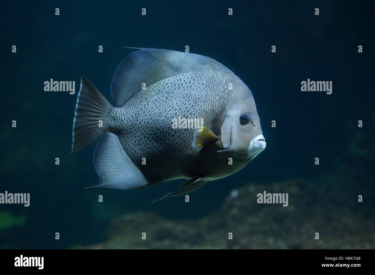 Grey angelfish (Pomacanthus arcuatus), also known as the black ...