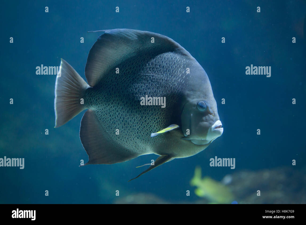 Grey angelfish (Pomacanthus arcuatus), also known as the black ...