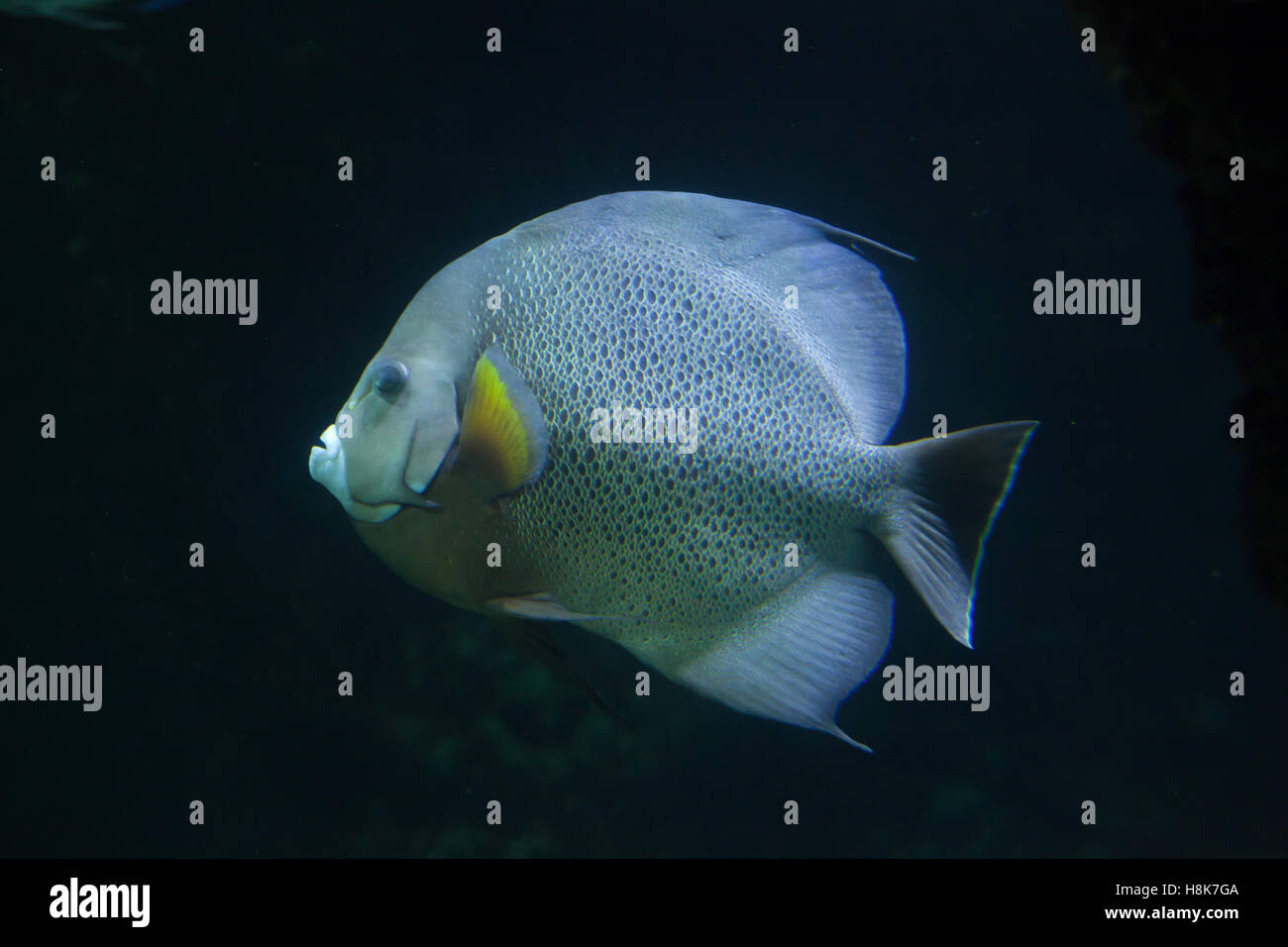 Black angel fish hi-res stock photography and images - Alamy