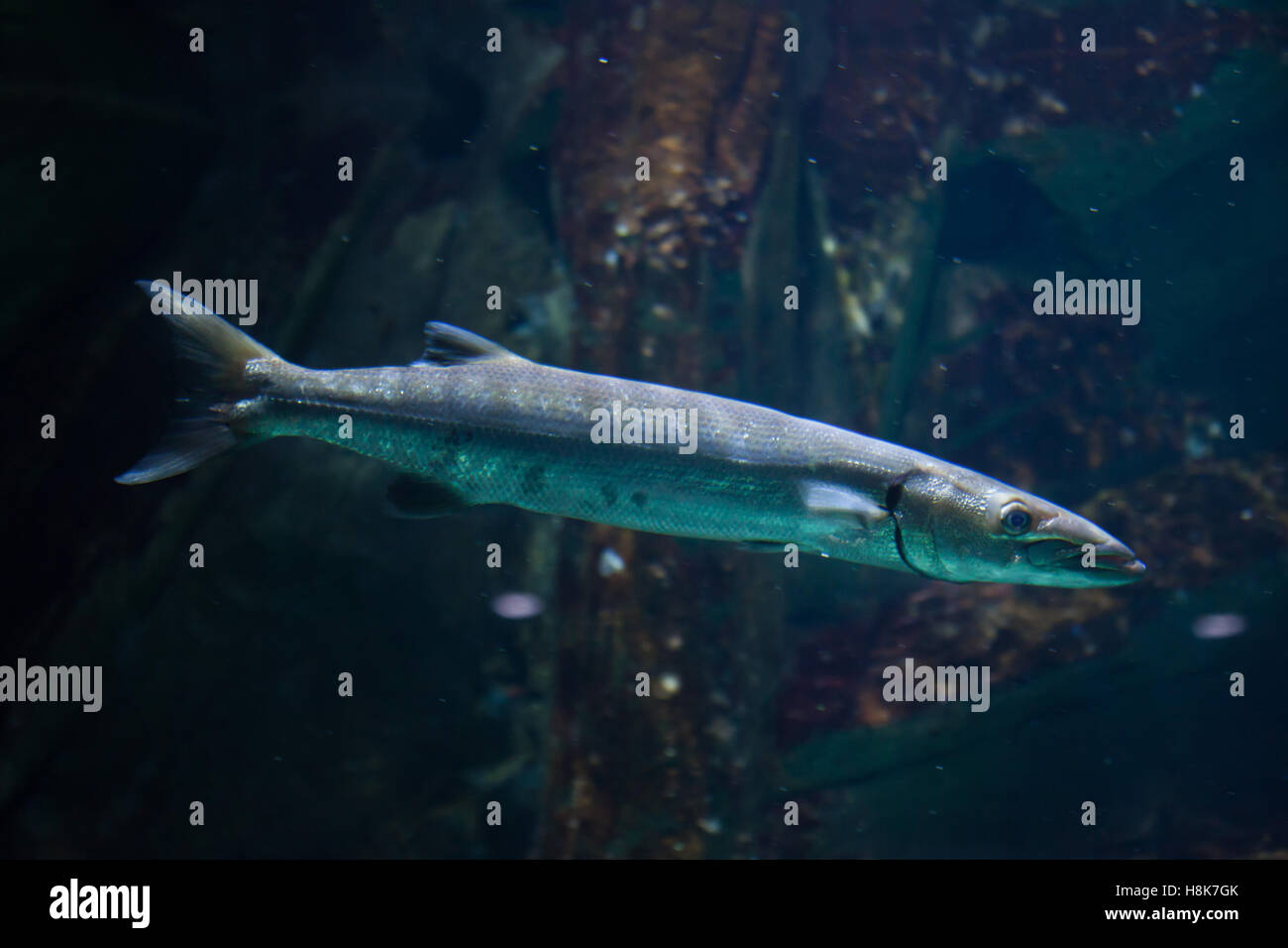 Great barracuda (Sphyraena barracuda), also known as the giant ...
