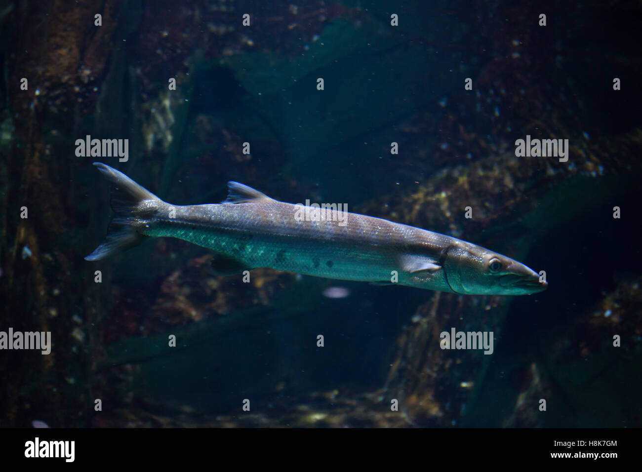 Great barracuda (Sphyraena barracuda), also known as the giant ...