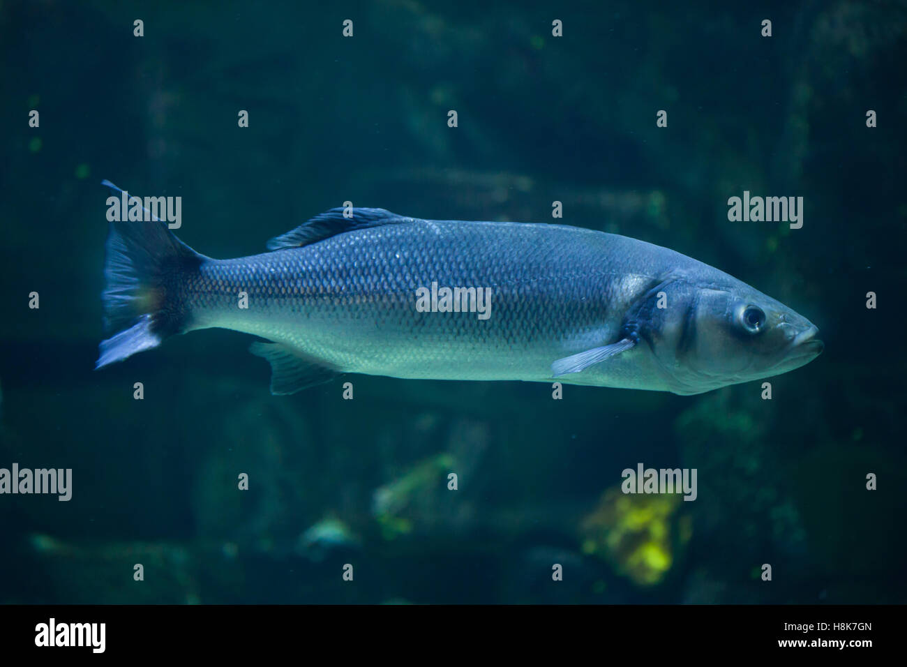 Lupus vulgaris High Resolution Stock Photography and Images - Alamy