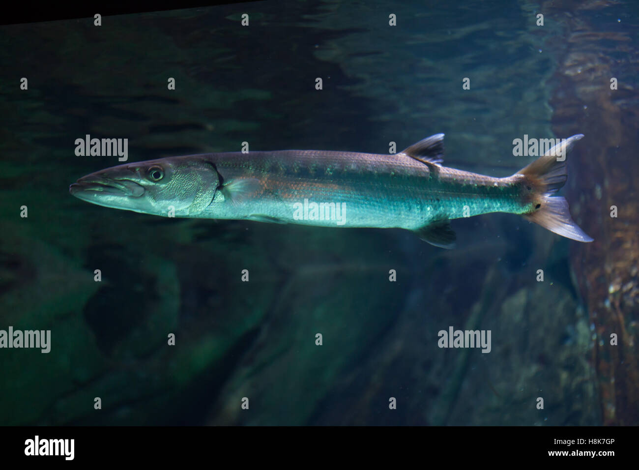 Great barracuda (Sphyraena barracuda), also known as the giant ...