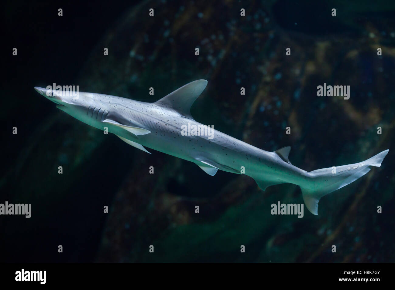 Sphyrna tiburo bonnethead shark hi-res stock photography and images - Alamy