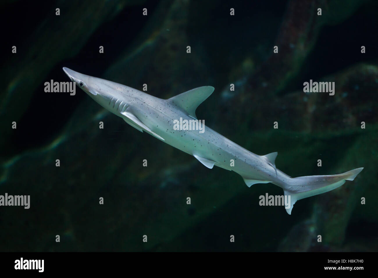 Shovelhead hi-res stock photography and images - Alamy