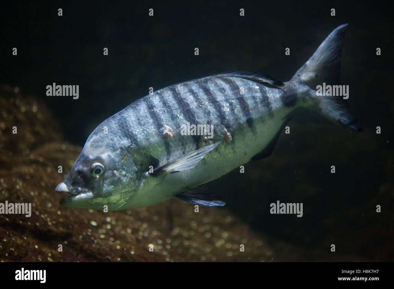 White seabream (Diplodus sargus), also known as the sargo Stock Photo ...