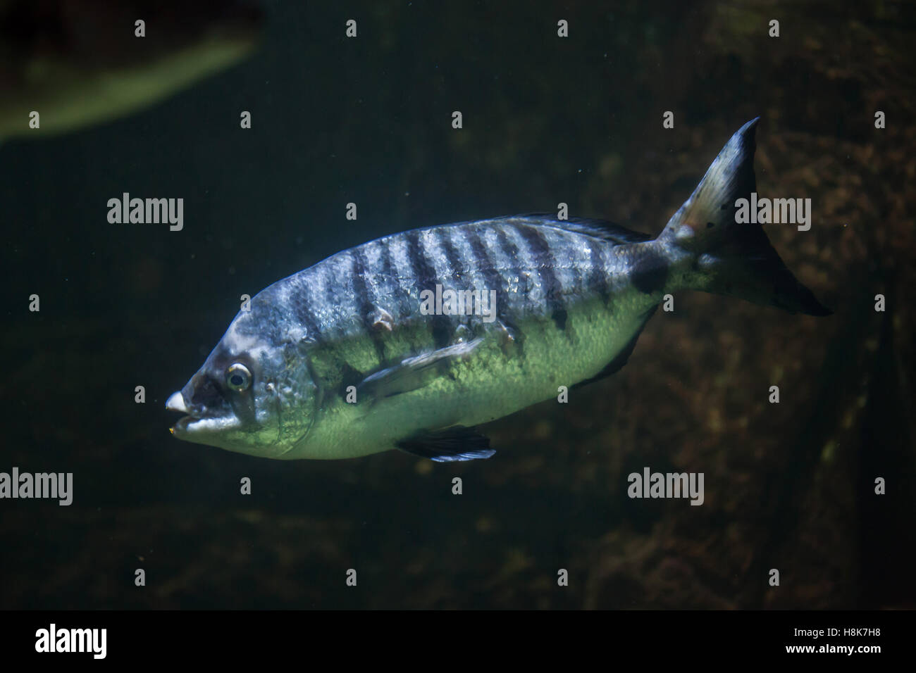 White seabream (Diplodus sargus), also known as the sargo Stock Photo ...