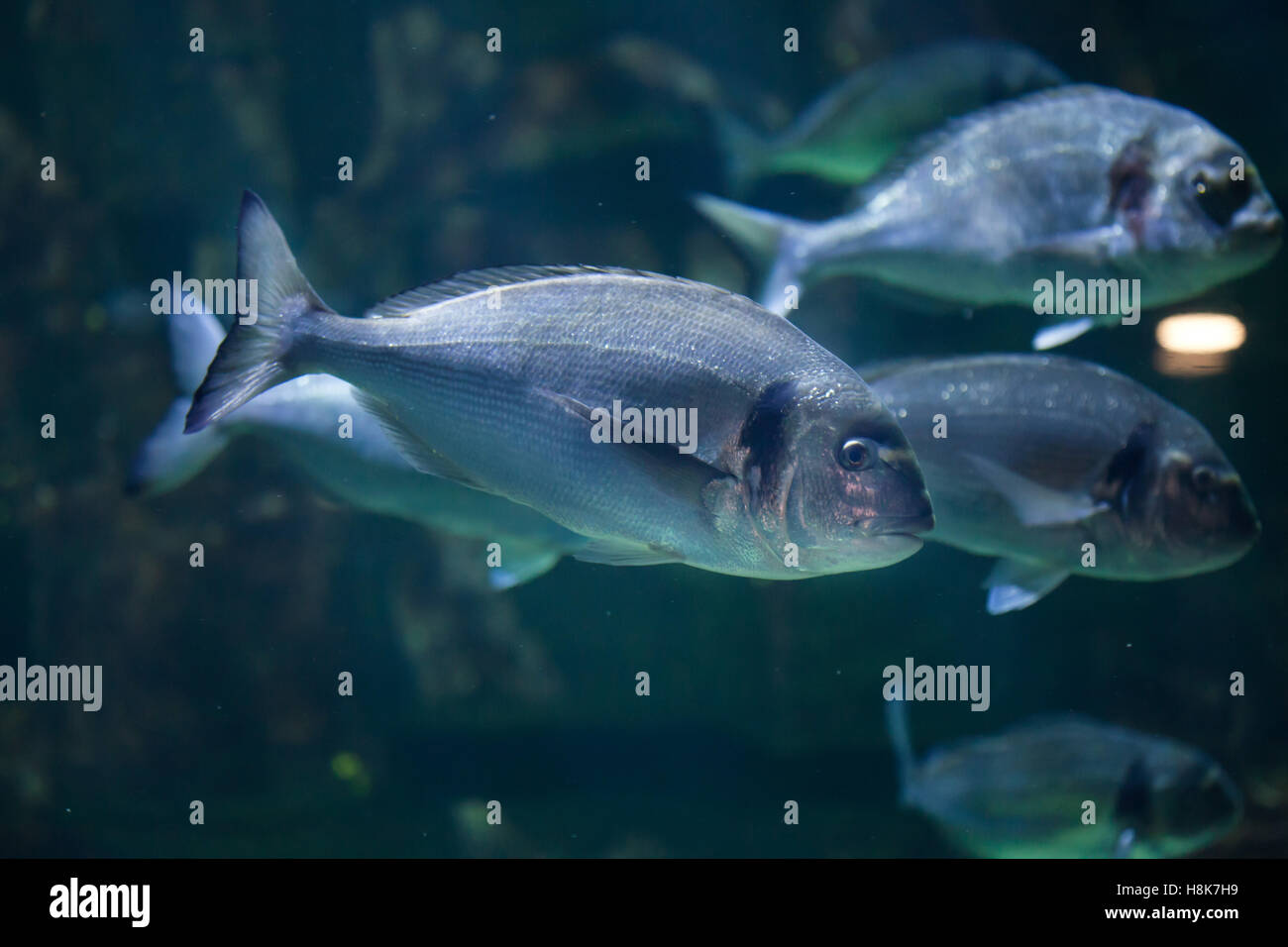 Common two banded sea bream hi-res stock photography and images - Alamy