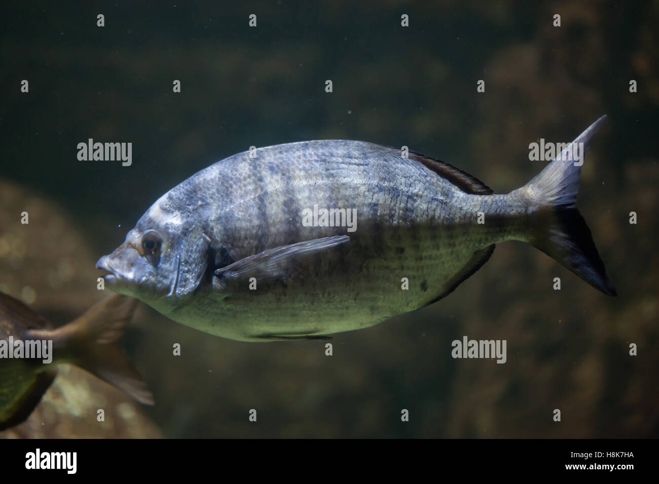 White seabream (Diplodus sargus), also known as the sargo Stock Photo ...