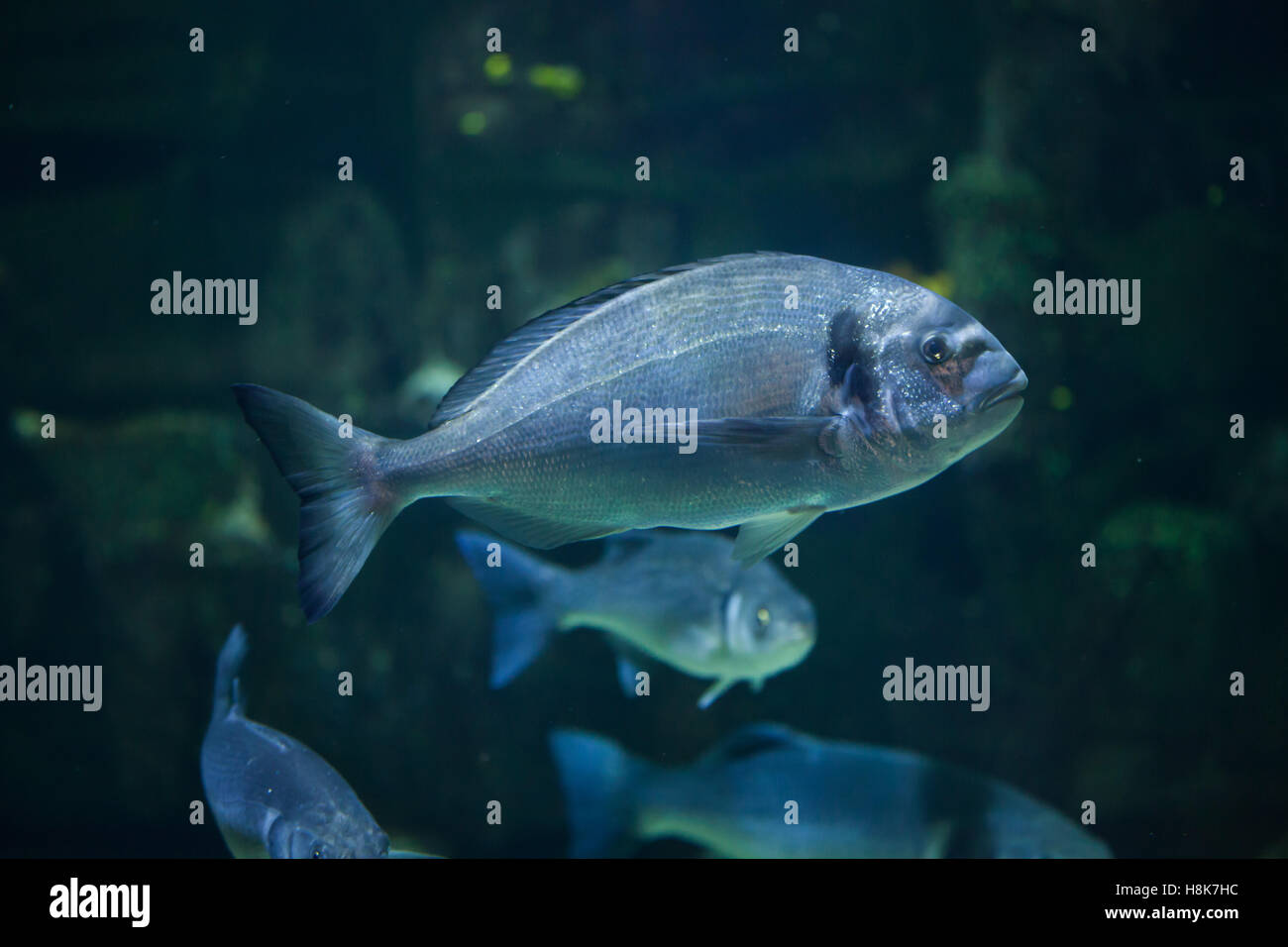 Common two-banded seabream (Diplodus vulgaris Stock Photo - Alamy