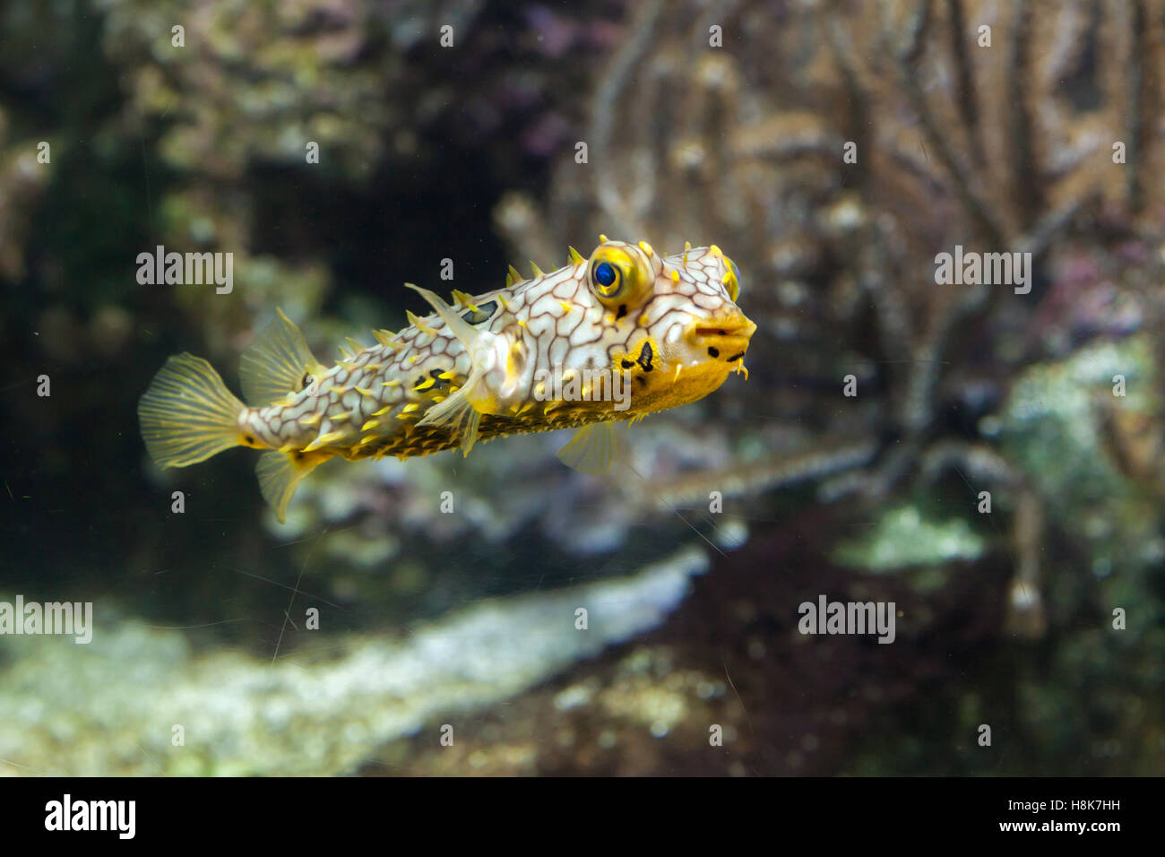 Striped burrfish (Chilomycterus schoepfi), also known as the spiny ...