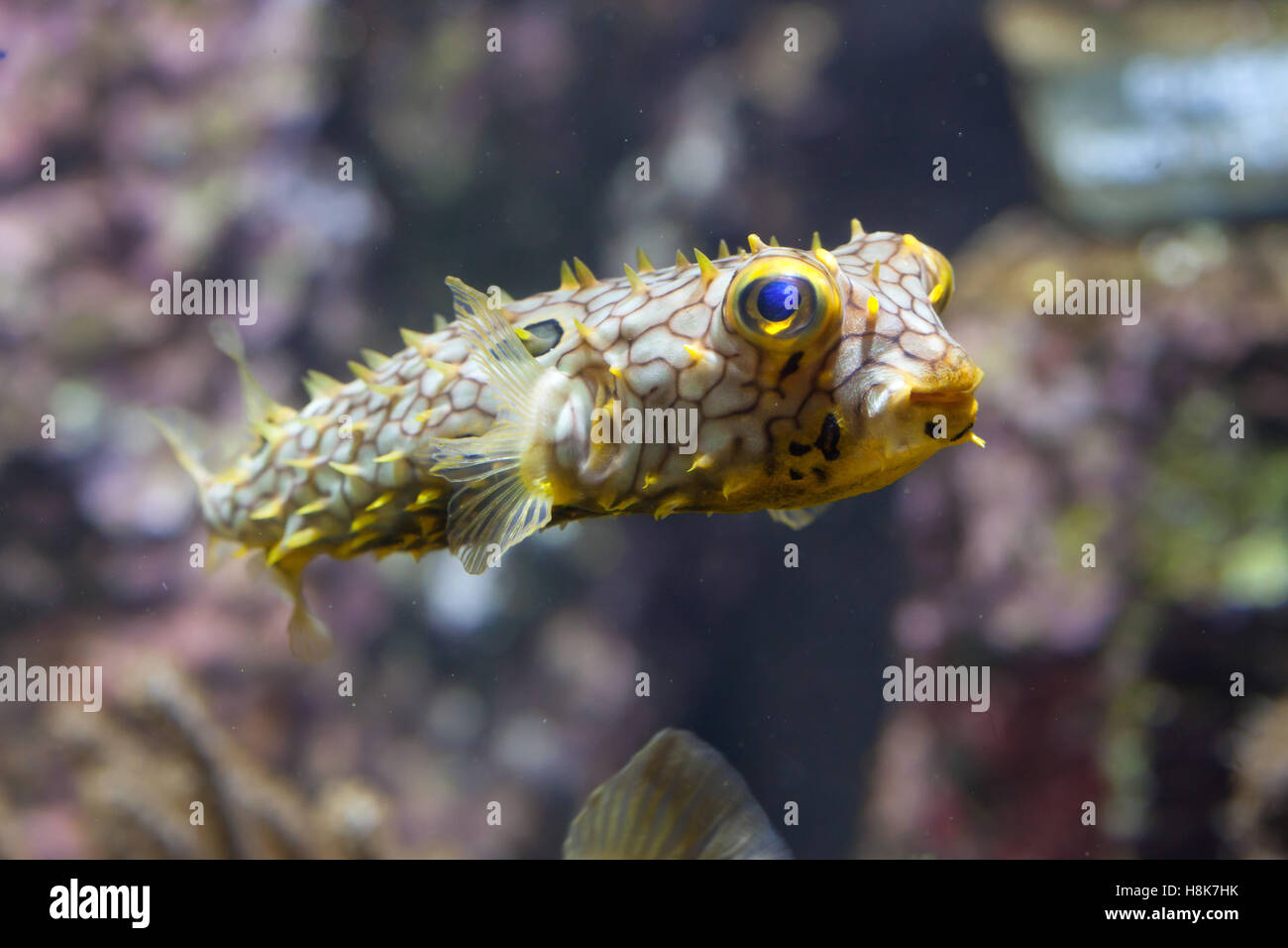 Striped burrfish (Chilomycterus schoepfi), also known as the spiny ...