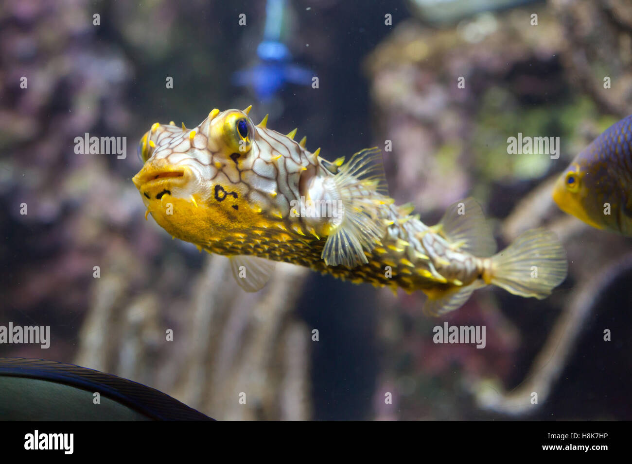 Striped burrfish (Chilomycterus schoepfi), also known as the spiny boxfish Stock Photo - Alamy