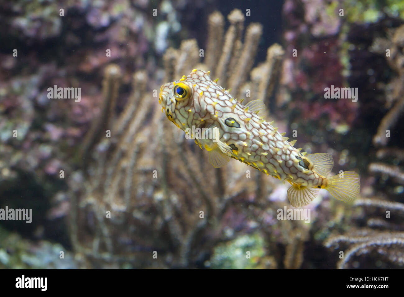 Striped burrfish (Chilomycterus schoepfi), also known as the spiny ...