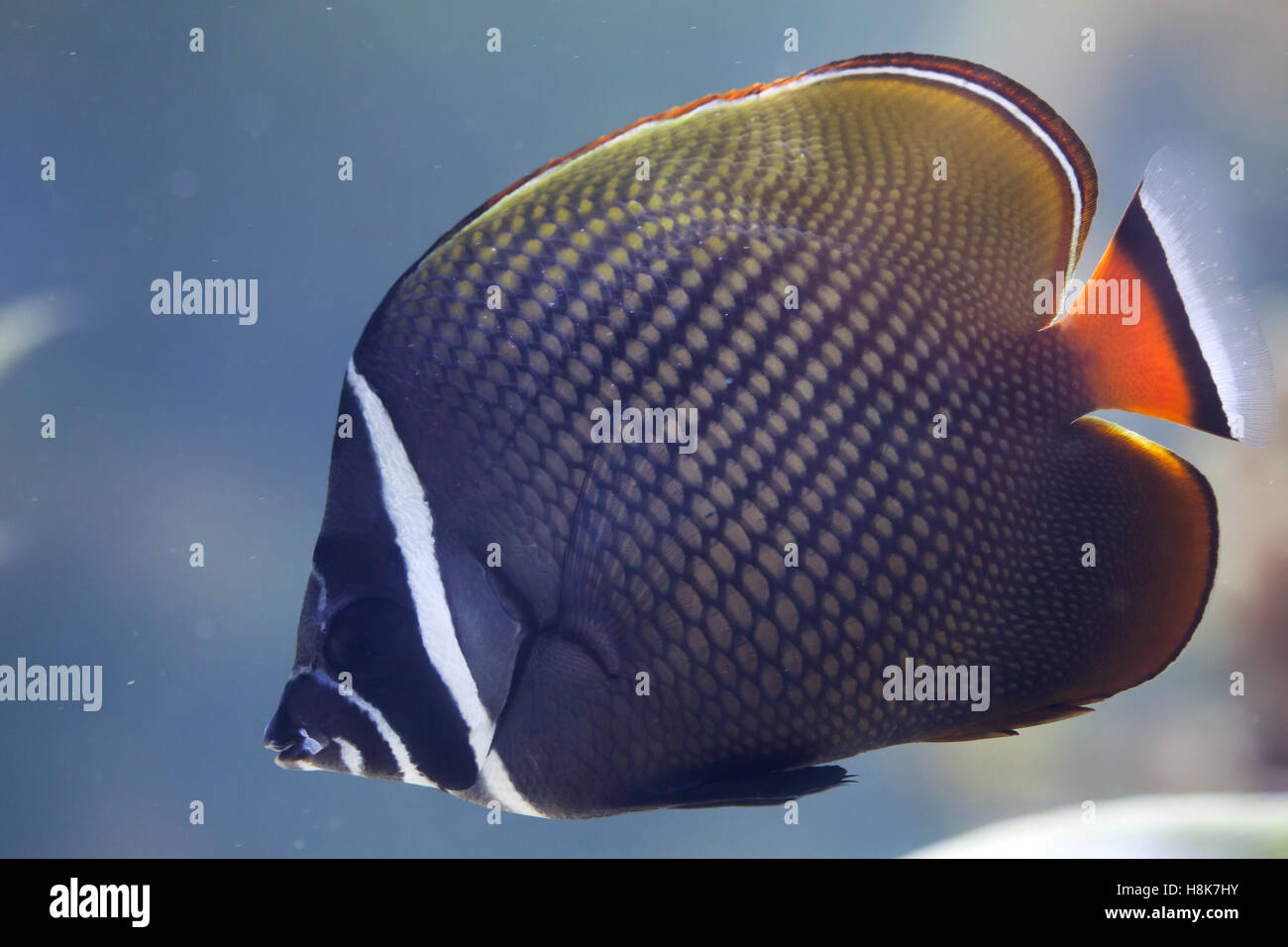 Red-tailed butterflyfish (Chaetodon collare), also known as the ...