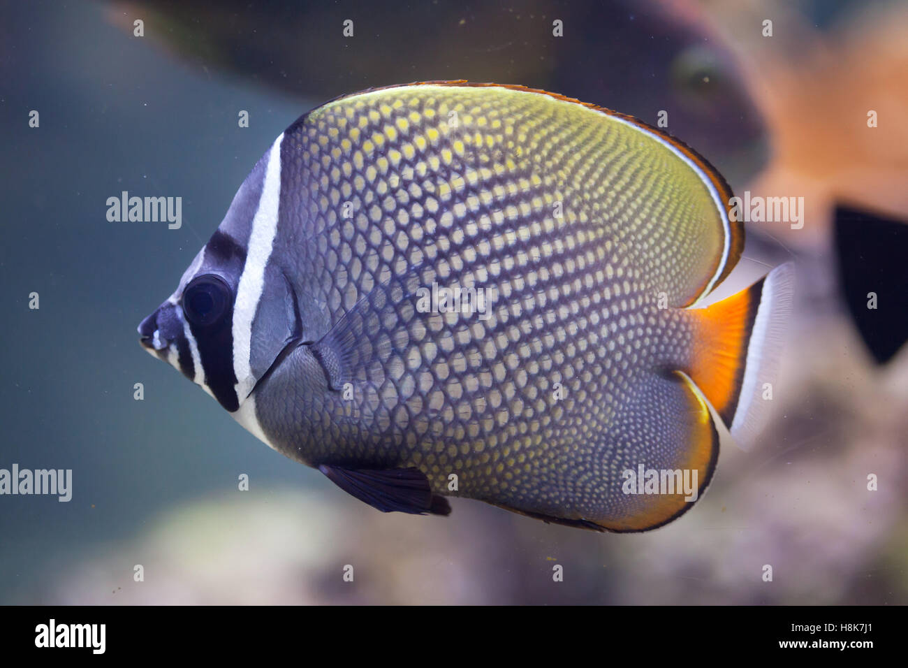 Red-tailed butterflyfish (Chaetodon collare), also known as the ...