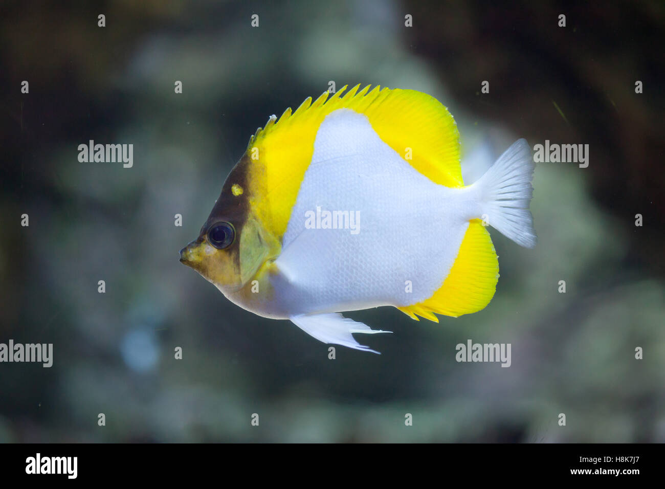 Pyramid butterflyfish (Hemitaurichthys polylepis). Marine fish Stock ...