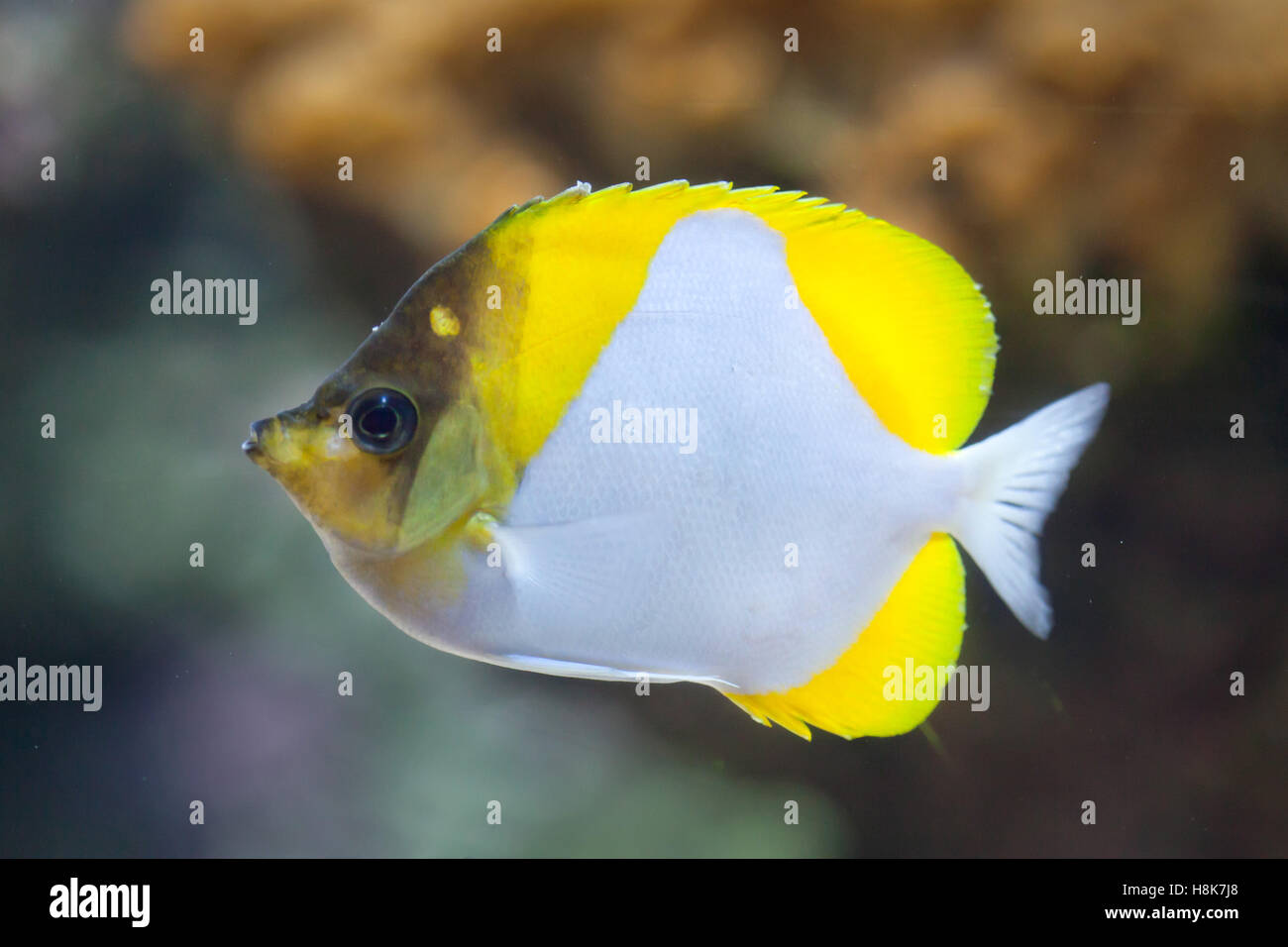 Pyramid butterflyfish (Hemitaurichthys polylepis). Marine fish Stock ...