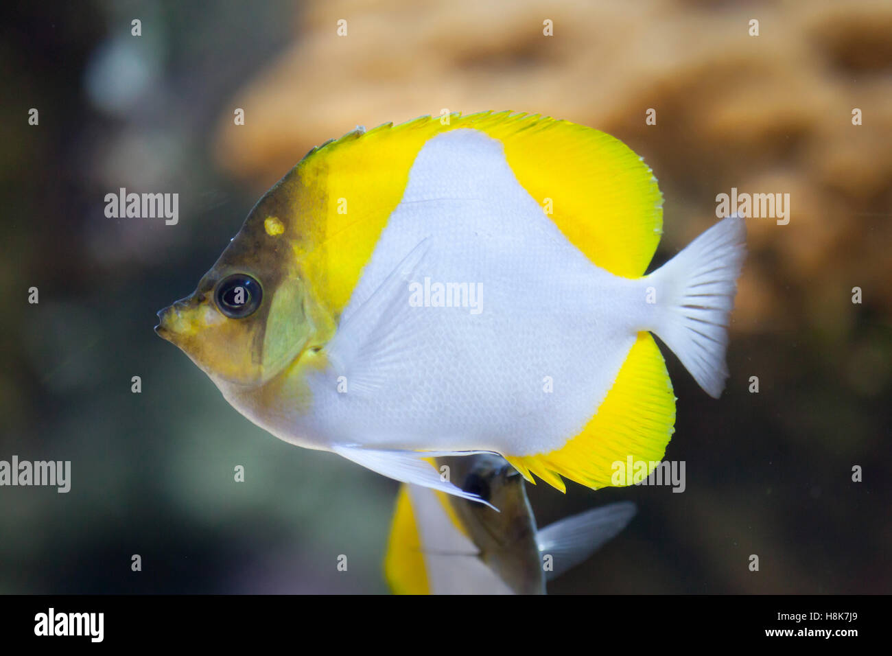 Pyramid butterflyfish (Hemitaurichthys polylepis). Marine fish Stock ...