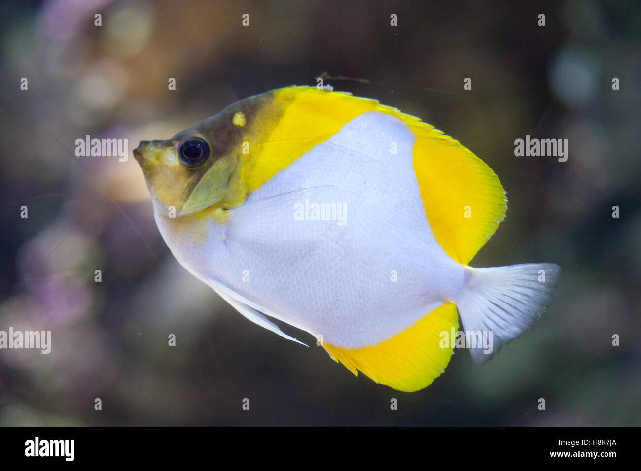 Pyramid butterflyfish (Hemitaurichthys polylepis Stock Photo - Alamy
