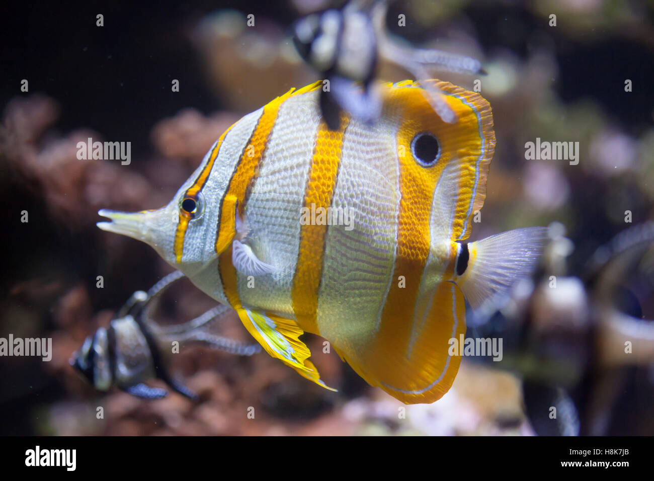 Copperband butterflyfish (Chelmon rostratus). Marine fish Stock Photo ...