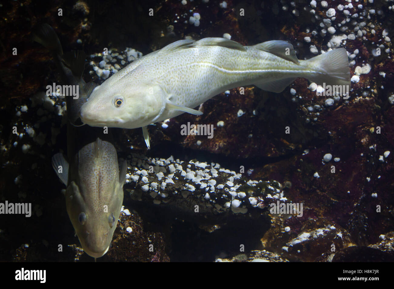 Codling gadus morhua hi-res stock photography and images - Alamy