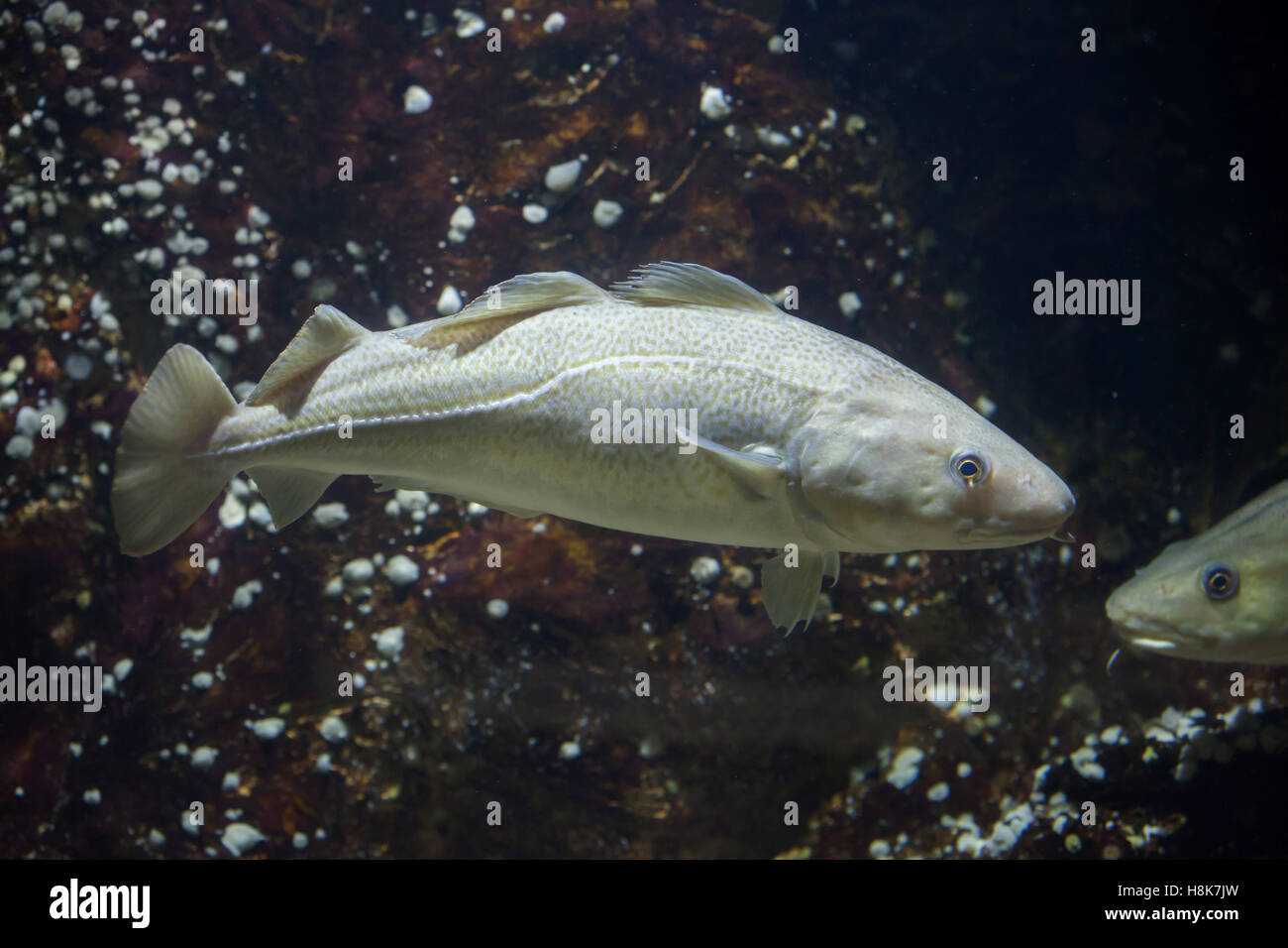 Atlantic cod (Gadus morhua). Marine fish Stock Photo - Alamy