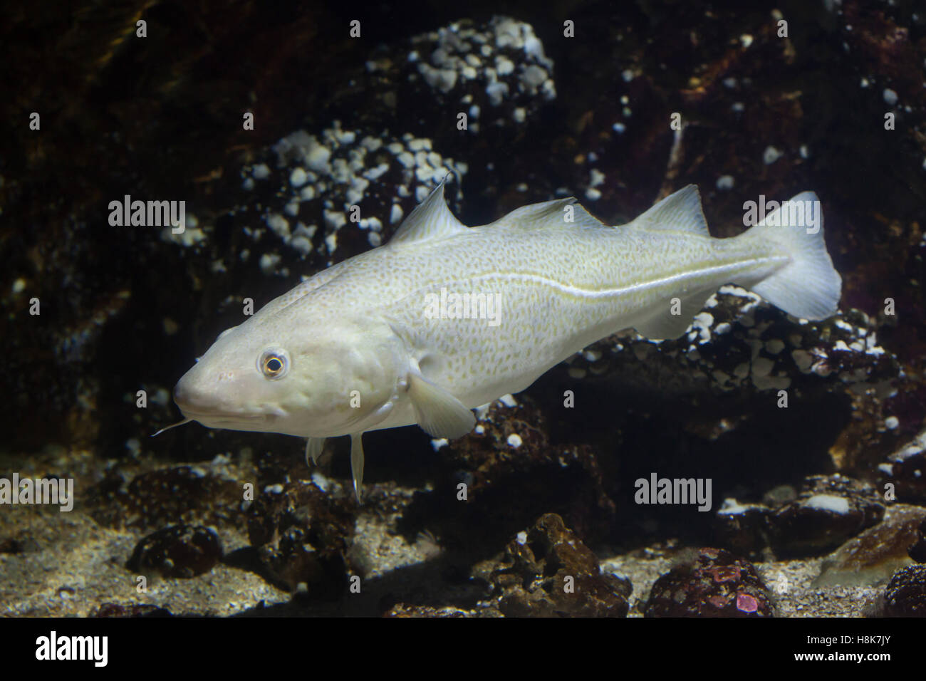 Greenland cod swim hi-res stock photography and images - Alamy