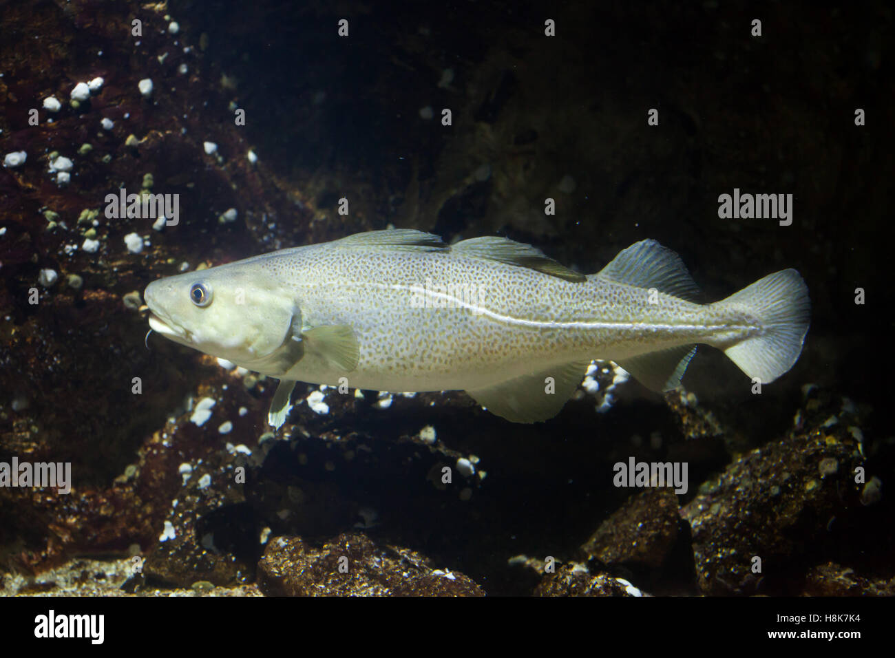 Codling Gadus Morhua Stock Photos & Codling Gadus Morhua Stock Images ...
