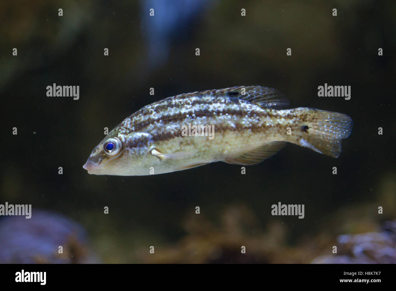 Corkwing wrasse (Symphodus melops). Marine fish Stock Photo - Alamy