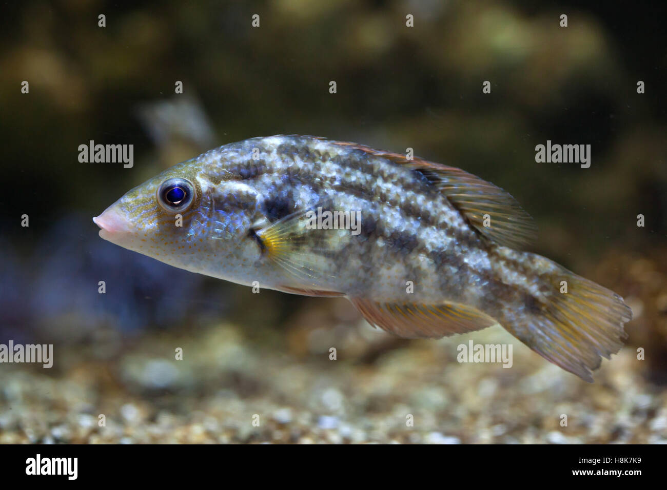 Corkwing wrasse (Symphodus melops). Marine fish Stock Photo - Alamy