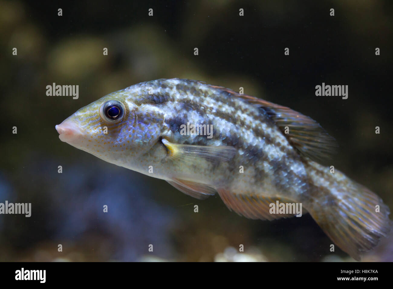 Corkwing wrasse (Symphodus melops). Marine fish Stock Photo - Alamy