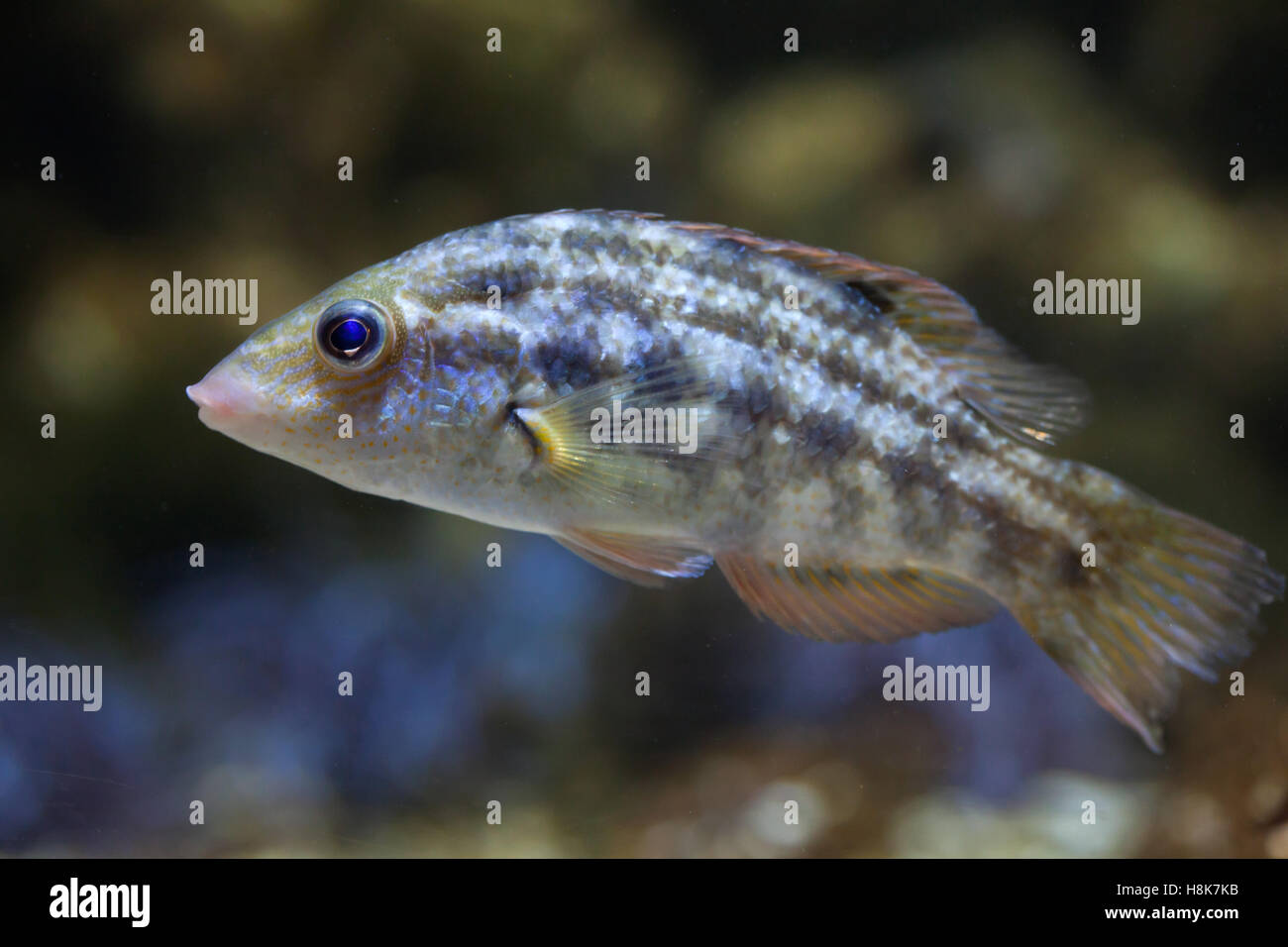 Corkwing wrasse (Symphodus melops). Marine fish Stock Photo - Alamy