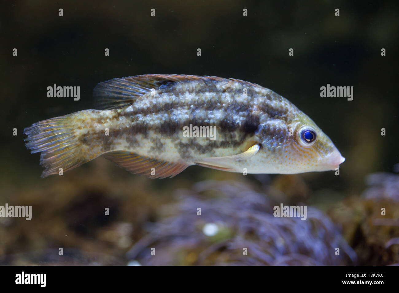 Corkwing wrasse (Symphodus melops). Marine fish Stock Photo - Alamy
