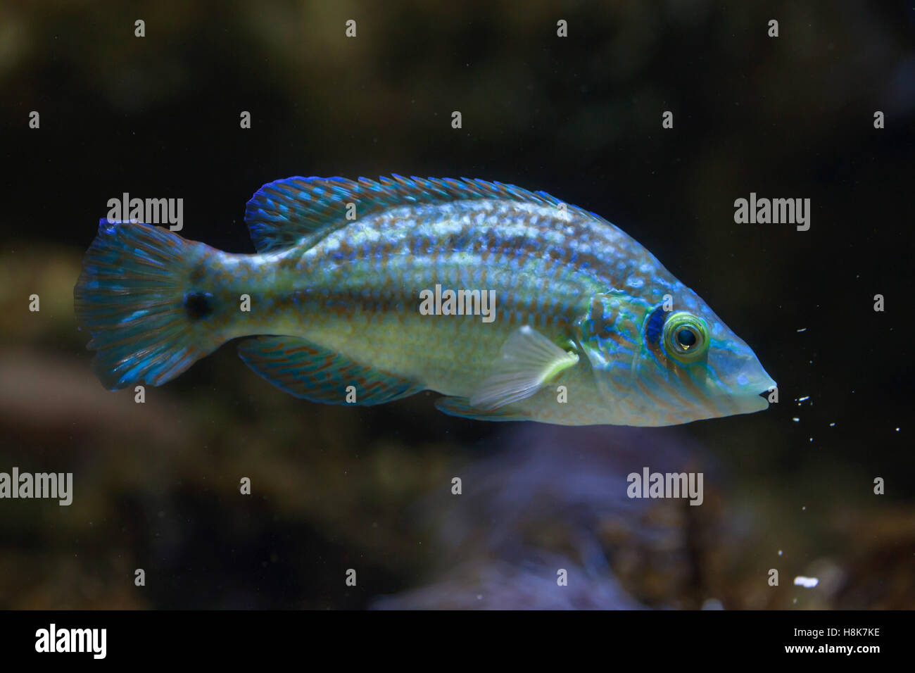 Corkwing wrasse (Symphodus melops). Marine fish Stock Photo - Alamy