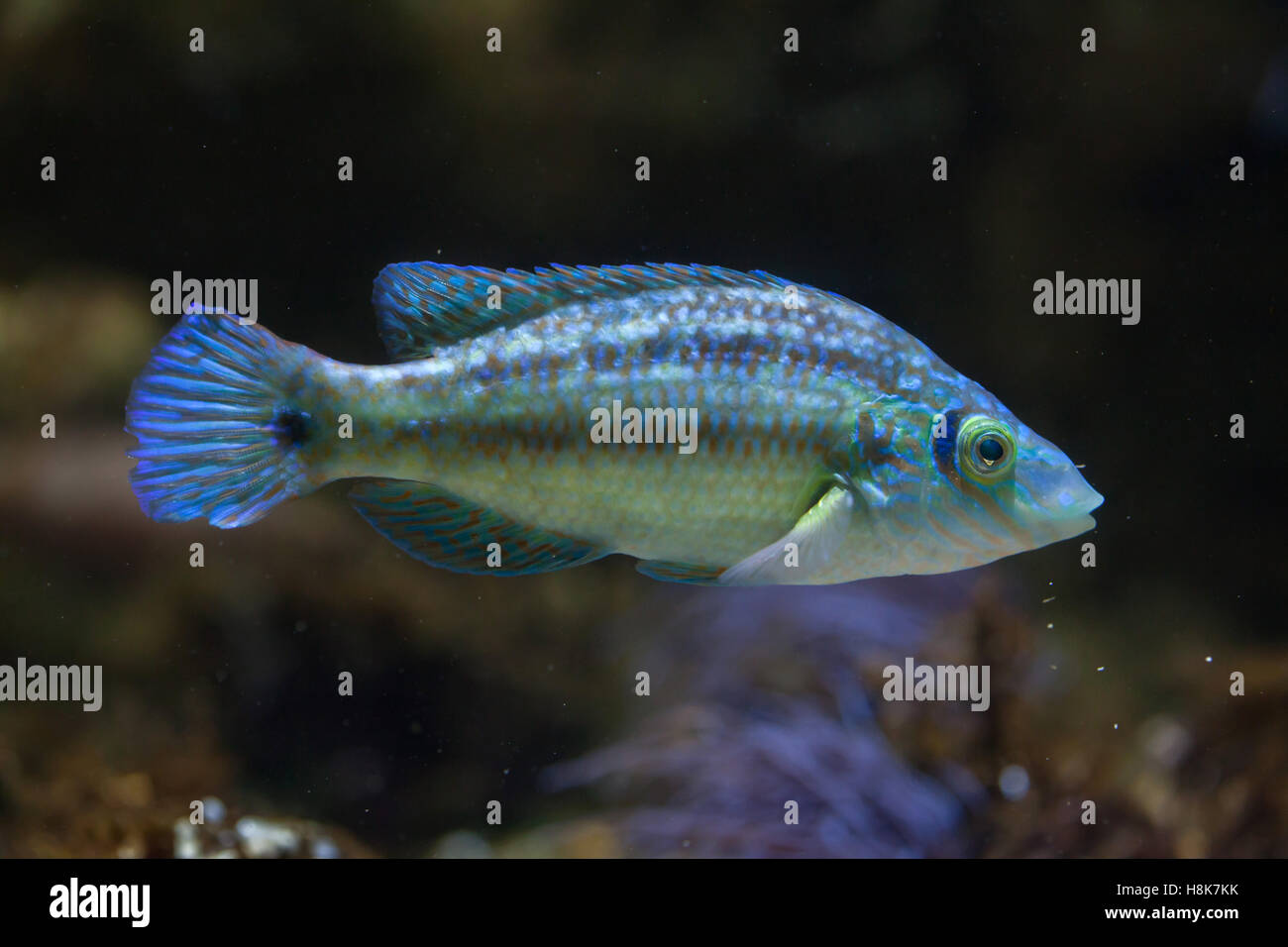 Corkwing wrasse (Symphodus melops). Marine fish Stock Photo - Alamy