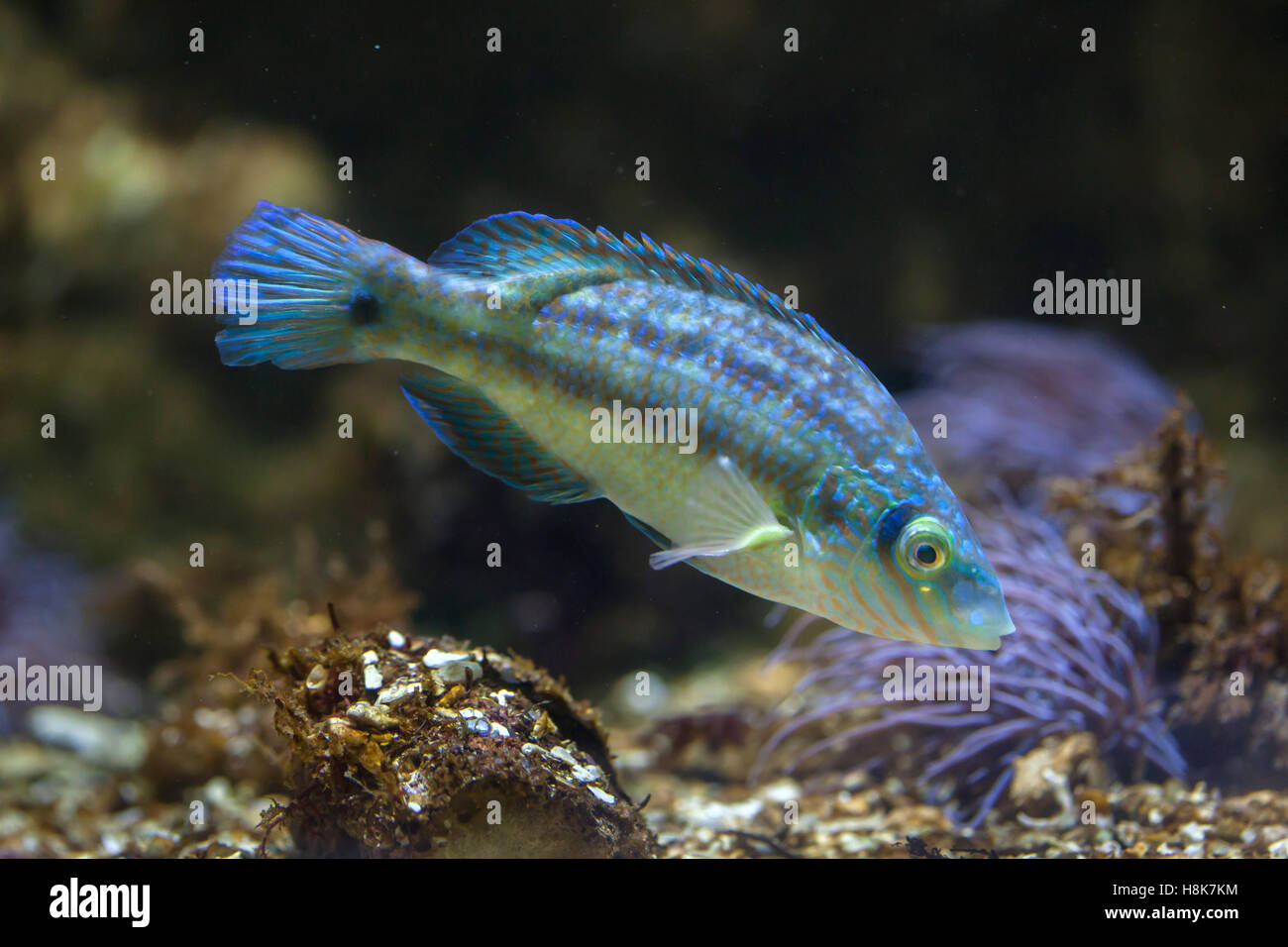 Corkwing wrasse (Symphodus melops). Marine fish Stock Photo - Alamy