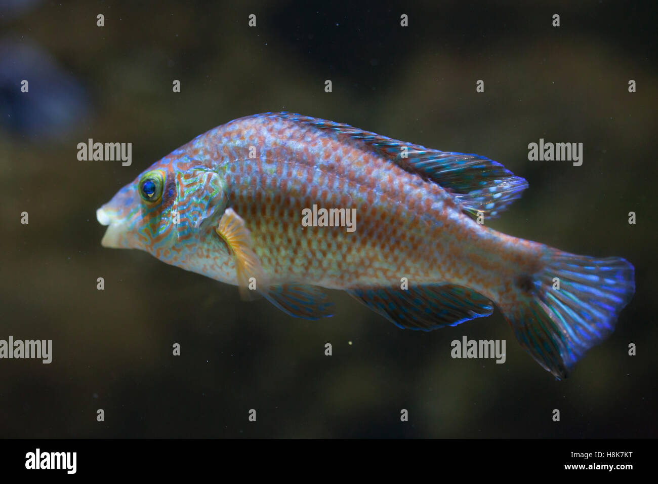 Corkwing wrasse (Symphodus melops). Marine fish Stock Photo - Alamy