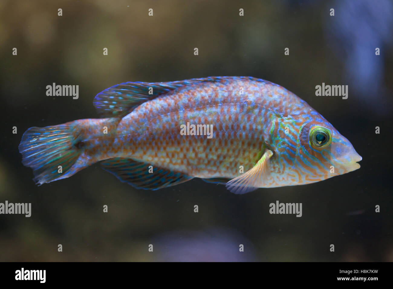 Corkwing wrasse (Symphodus melops). Marine fish Stock Photo - Alamy