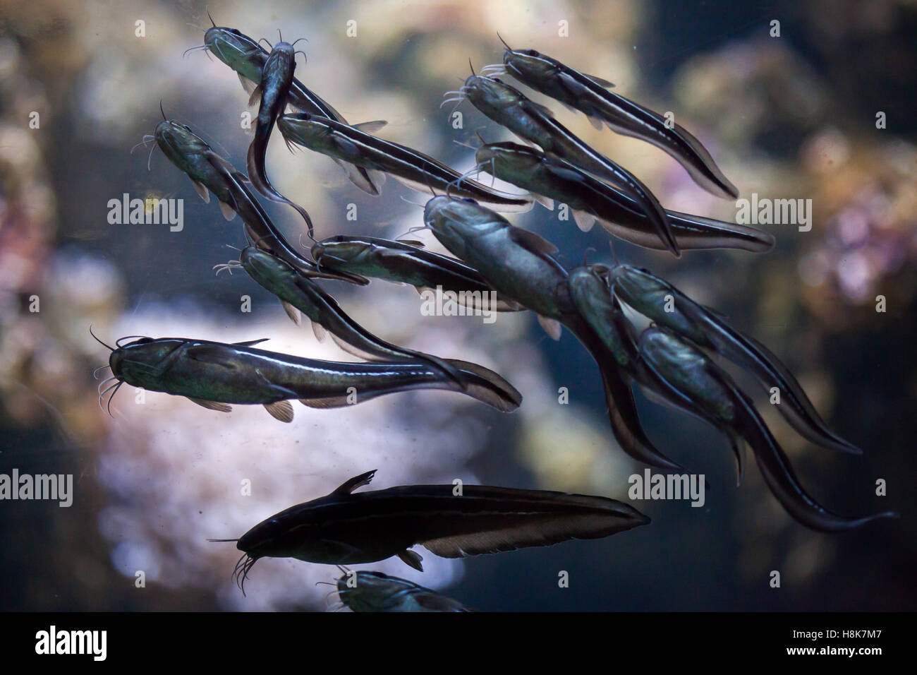 Striped eel catfish (Plotosus lineatus Stock Photo - Alamy