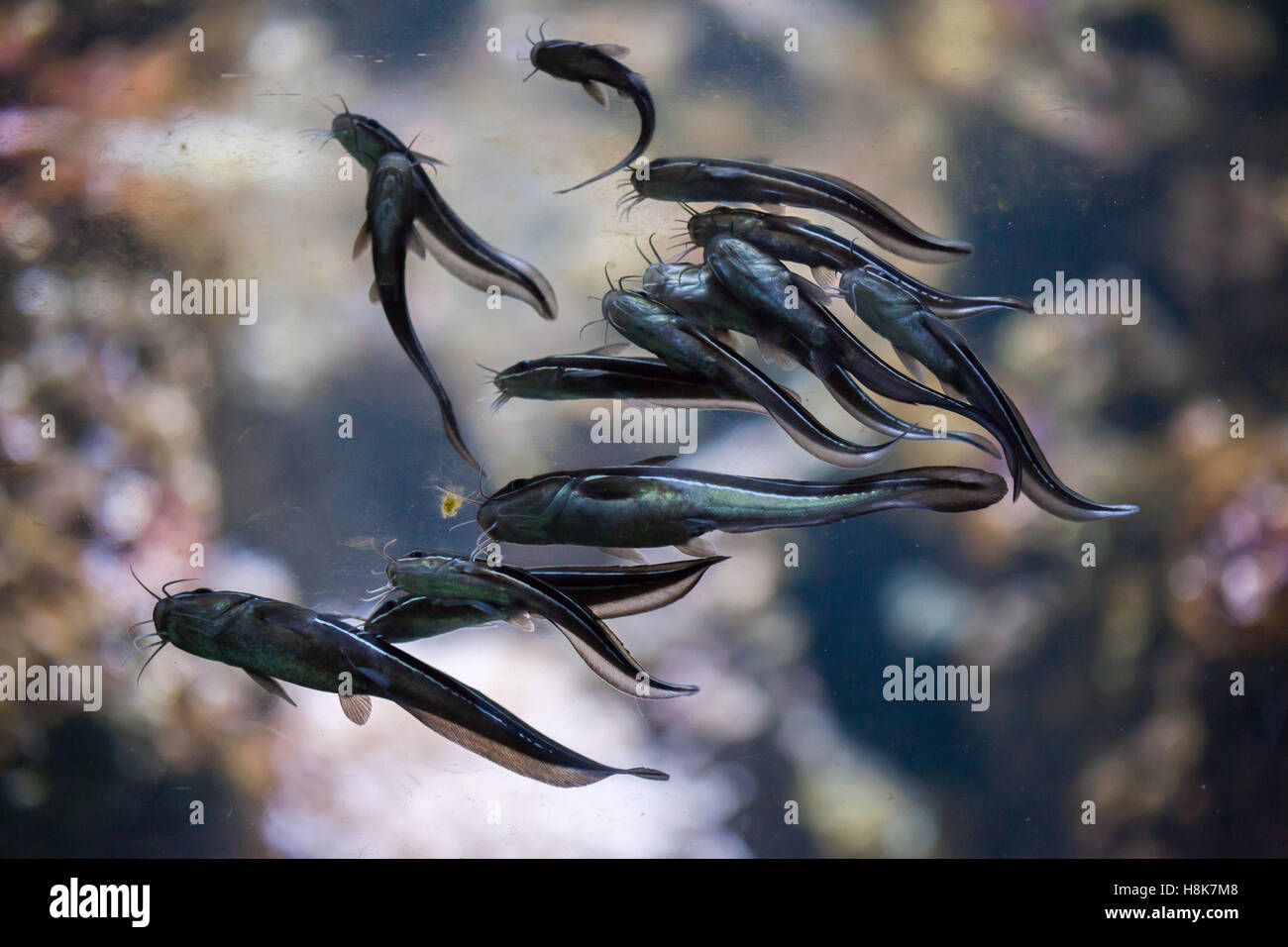 Striped eel catfish (Plotosus lineatus Stock Photo - Alamy