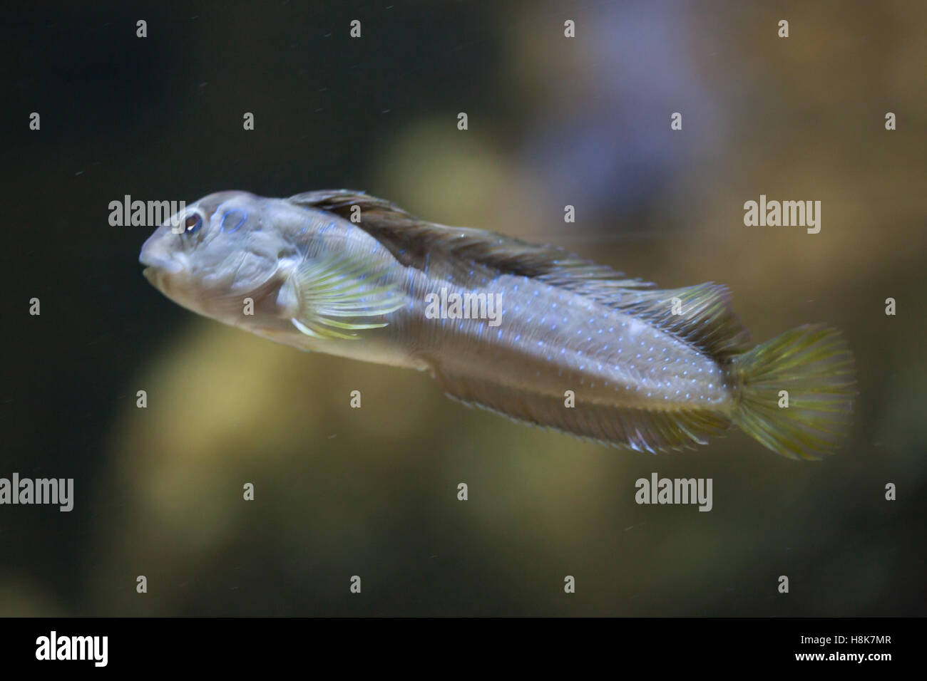 Goby (Gobius sp.). Marine fish Stock Photo - Alamy