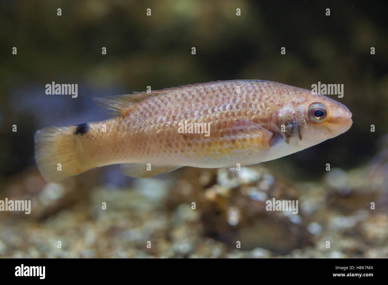 Goldsinny wrasse (Ctenolabrus rupestris). Marine fish Stock Photo - Alamy