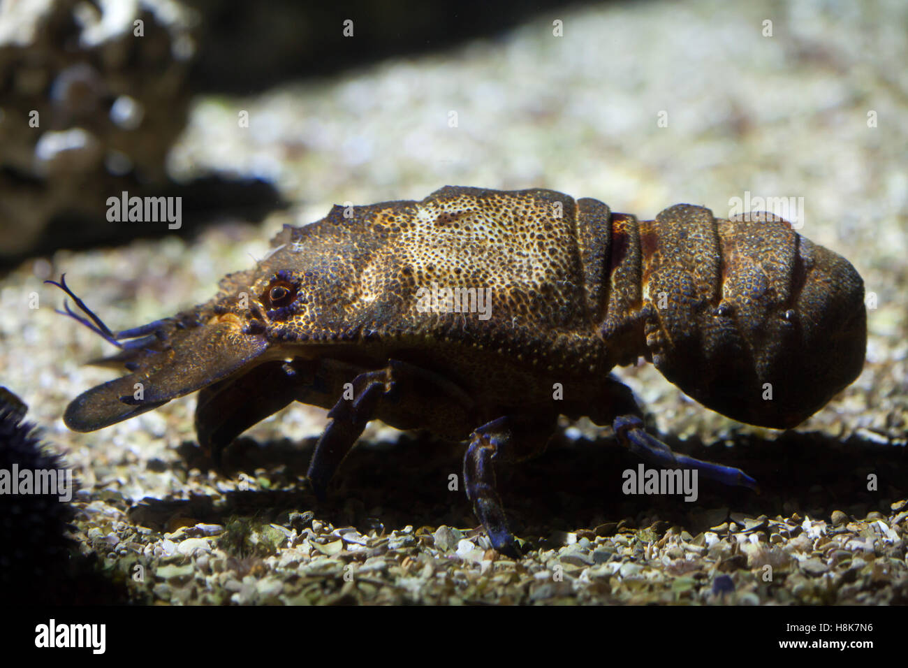 Mediterranean slipper lobster (Scyllarides latus Stock Photo - Alamy