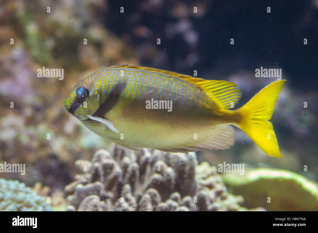 Scribbled rabbitfish (Siganus doliatus), also known as the barred ...