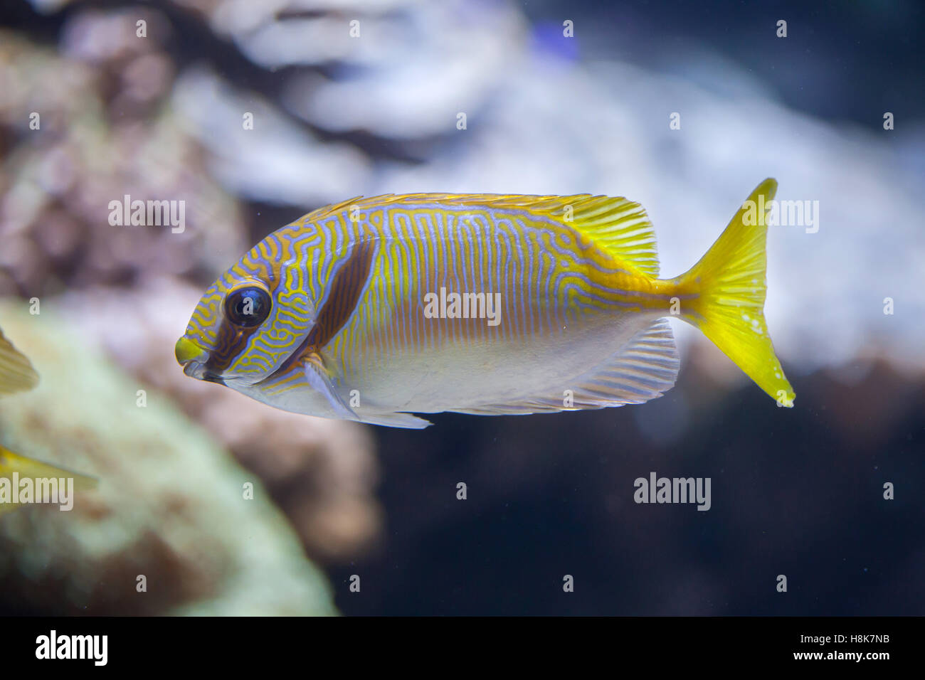 Scribbled rabbitfish (Siganus doliatus), also known as the barred ...
