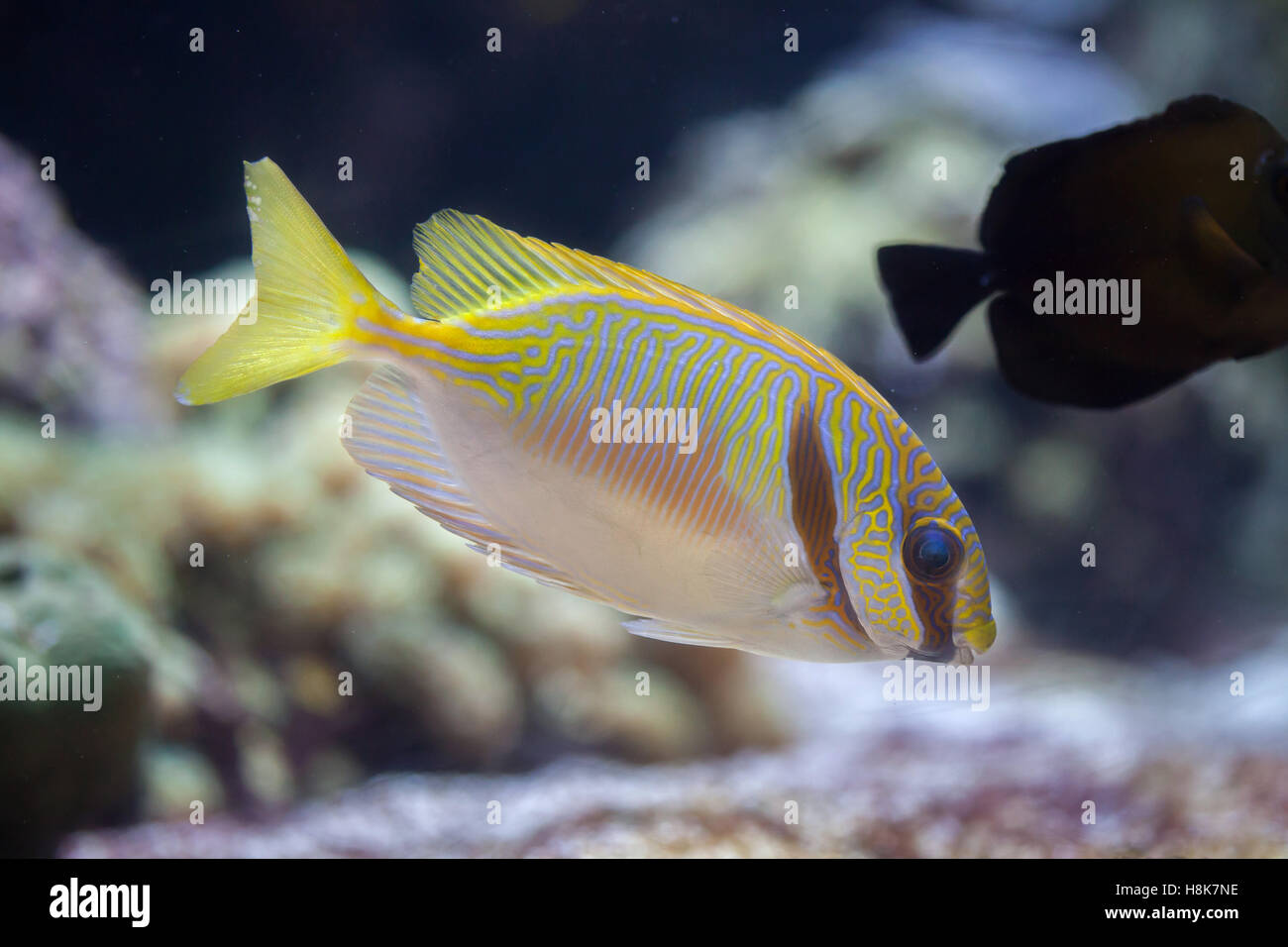Scribbled rabbitfish (Siganus doliatus), also known as the barred ...