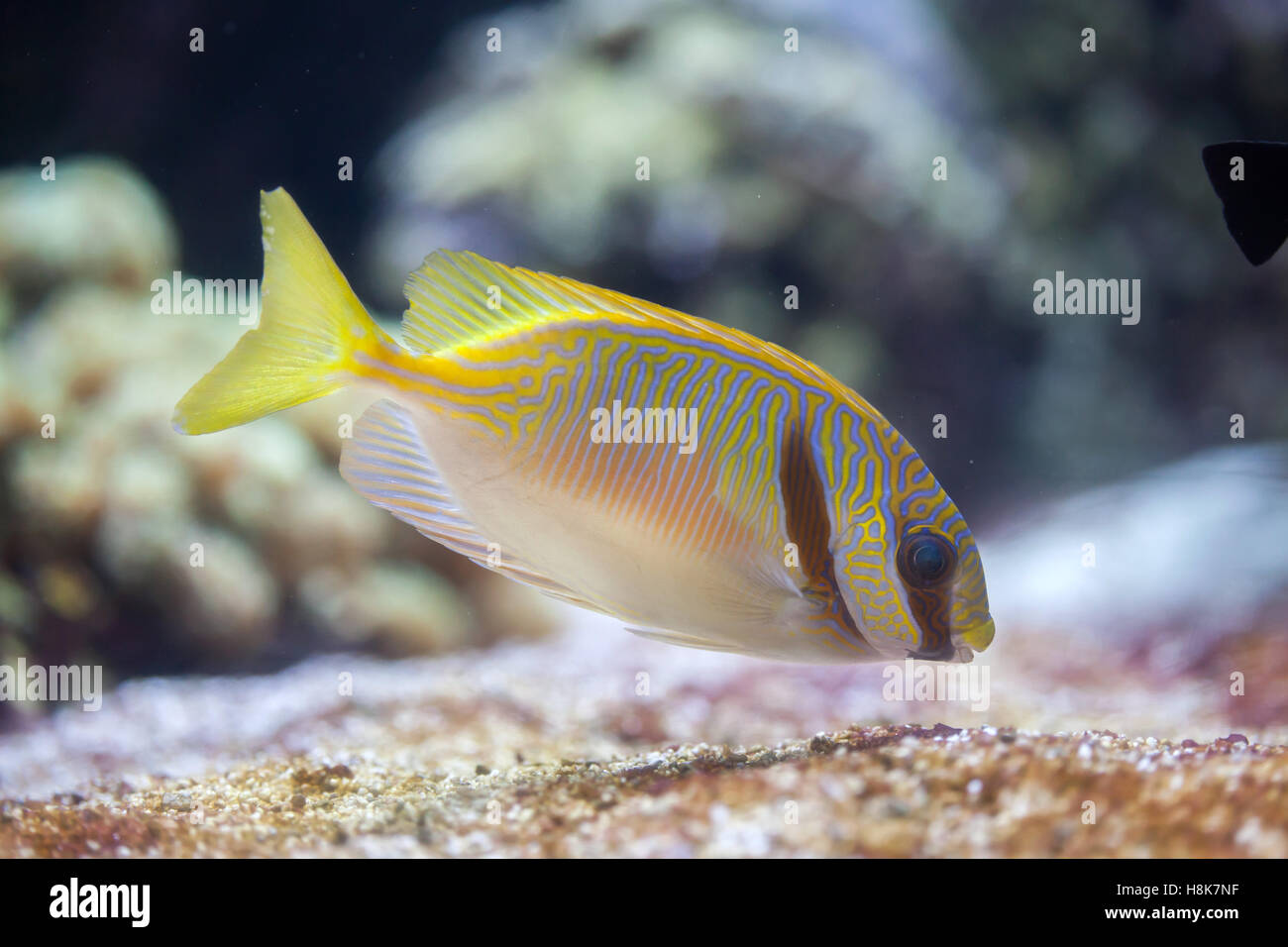 Barred spinefoot hi-res stock photography and images - Alamy